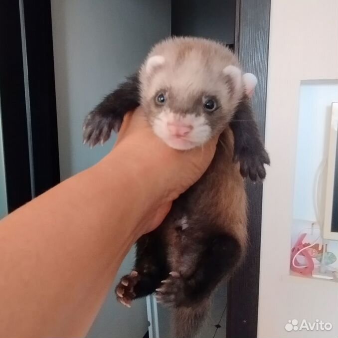 Хорек мальчик