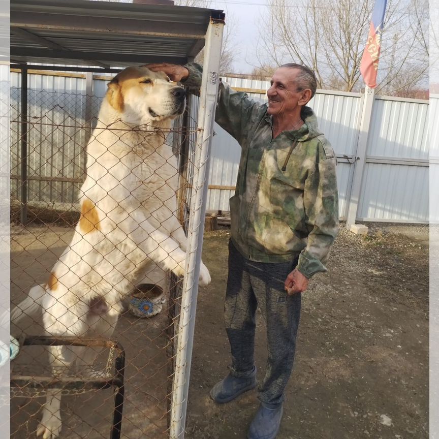 Вязка алабай