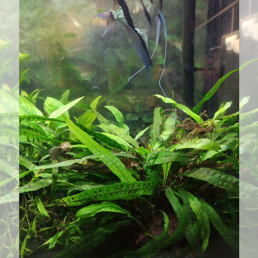 Скалярии манакапуру