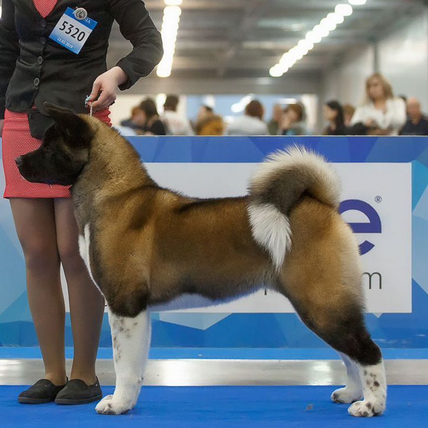 Американская акита шикарная красотка