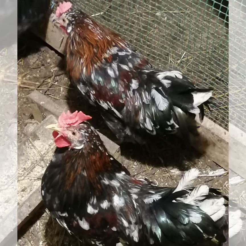 Петушки Бентамка ситцевая или Королёк