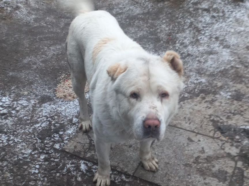 Среднеазиатская овчарка алабай