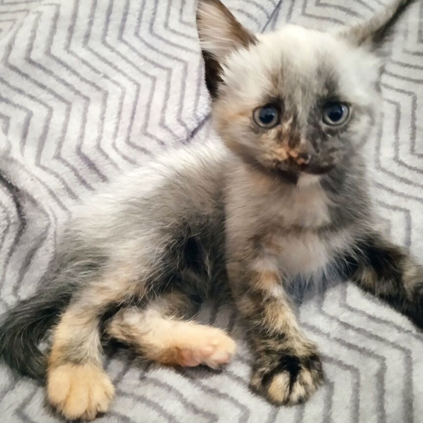 Котята отдам в добрые руки бесплатно