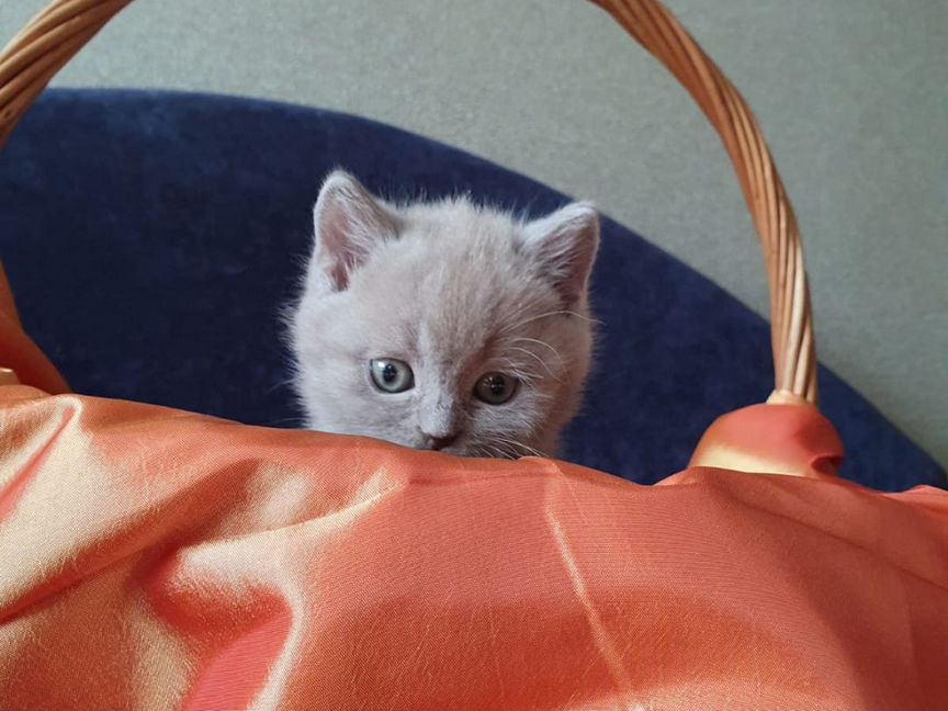 Британские котята