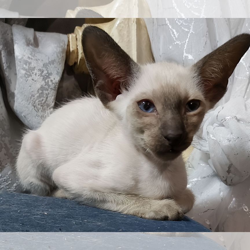 Ориентальный котёнок