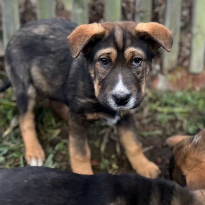 Щенок в добрые руки