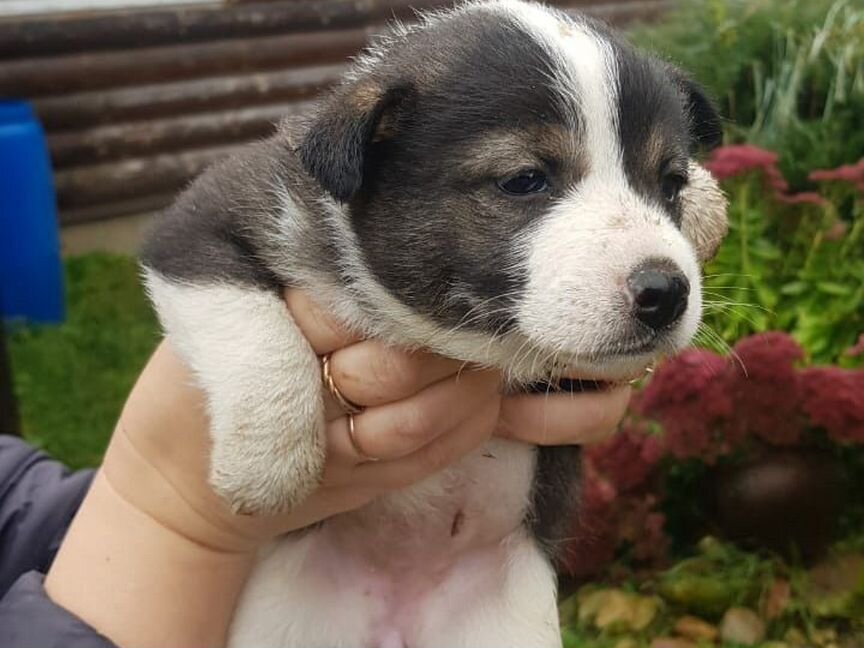 Западно сибирская лайка