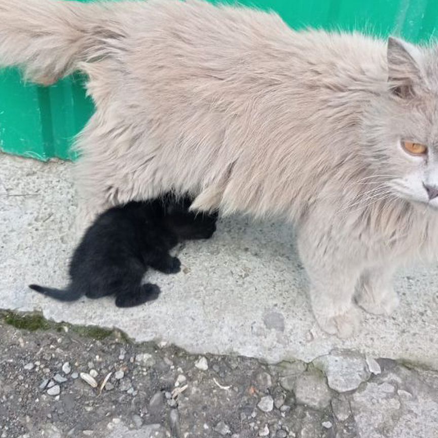 Отдам бесплатно котёнка