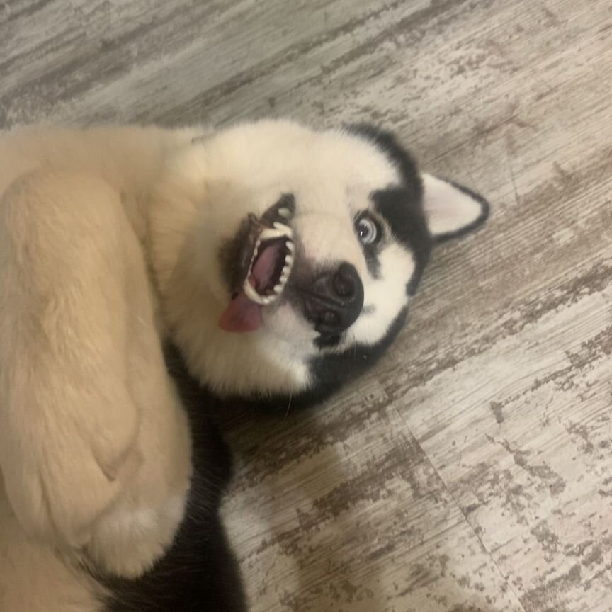 Собаки бесплатно хаски