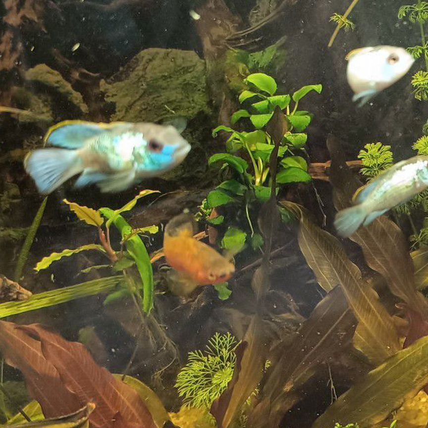 Нанокары самцы,обмен