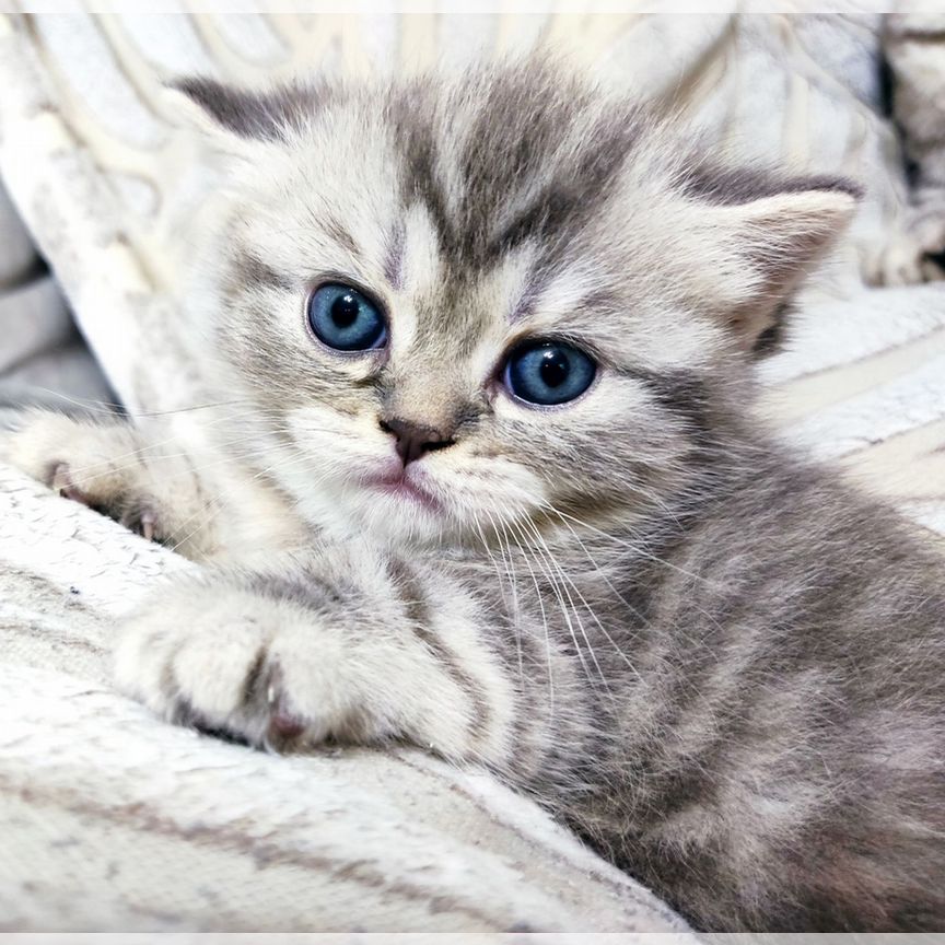 Шотландская кошечка