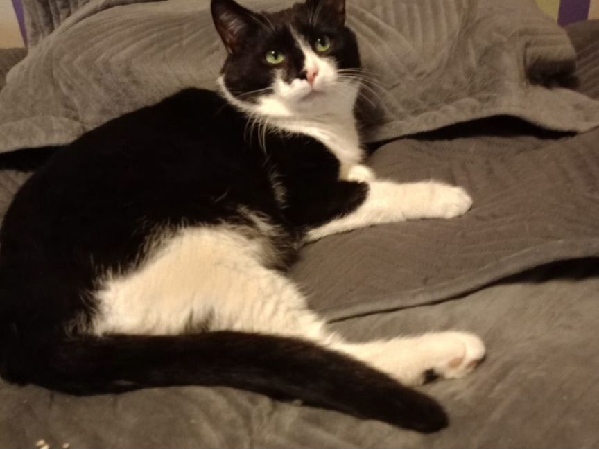 Котик