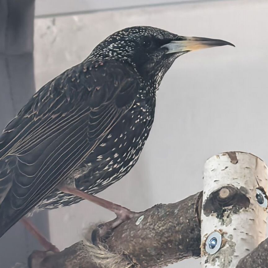 Скворец обыкновенный самец. Певчие лесные птицы