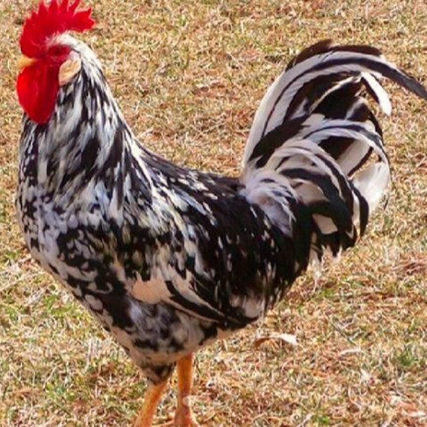 Петухи Леггорн
