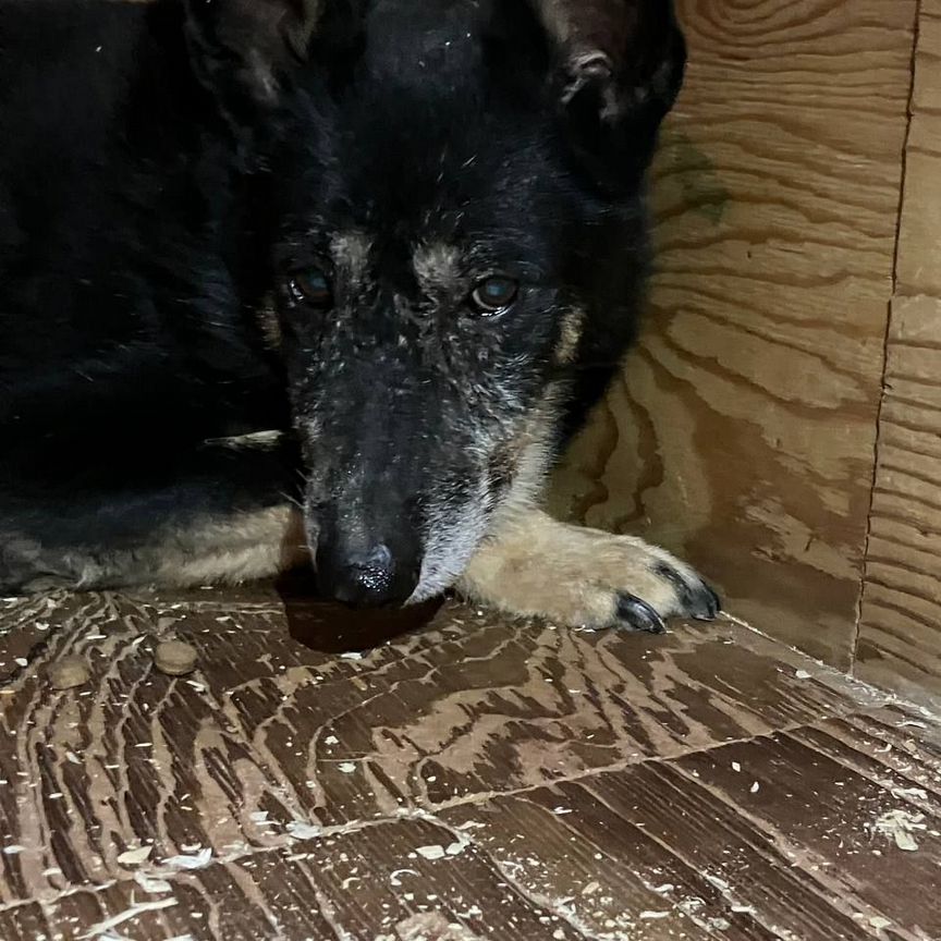 Старенький пес грустит в приюте