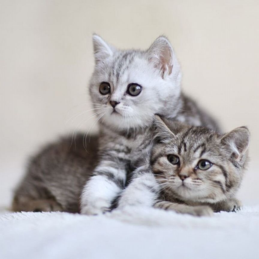 Шотландский прямоухий короткошёрстный котёнок