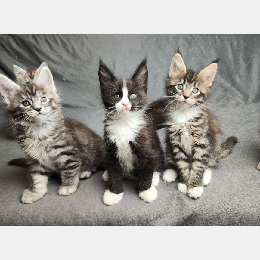 Мэйнкун котята, мальчики и девочки