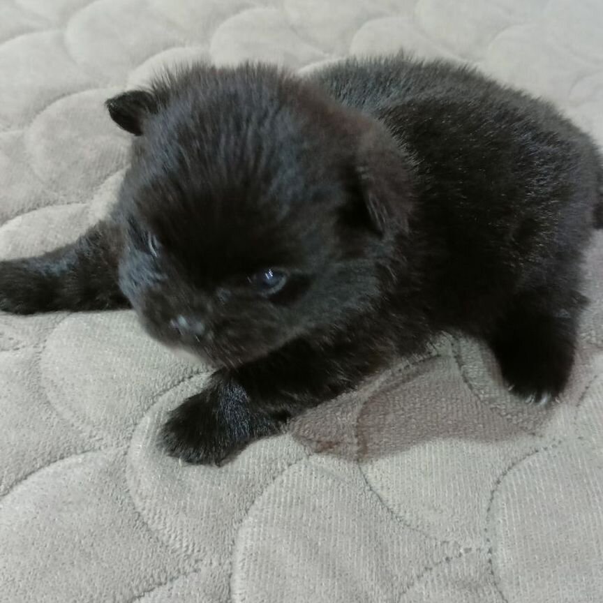 Колобочки счастья шпицы девочка и мальчик