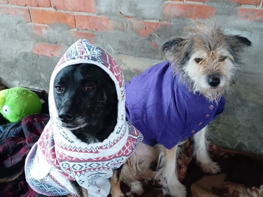 Собачка с тяжёлой судьбой в добрые руки