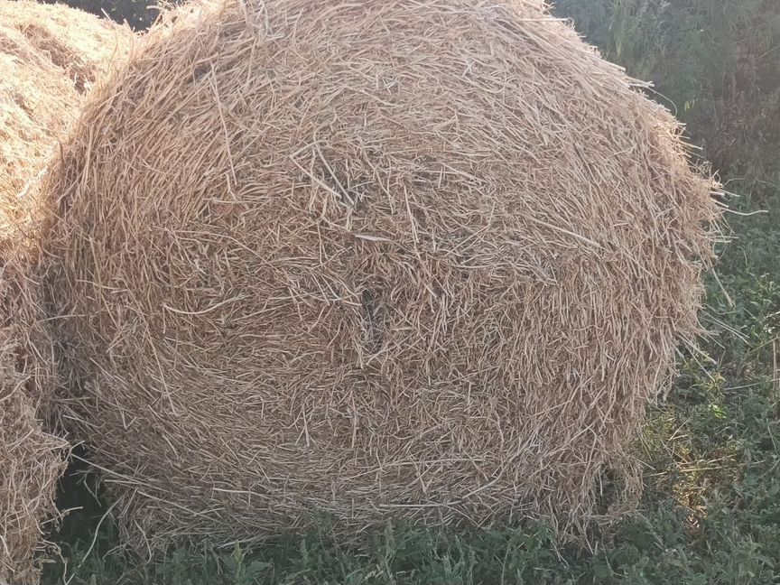 Сено в рулонах люцерна с клевером и костром