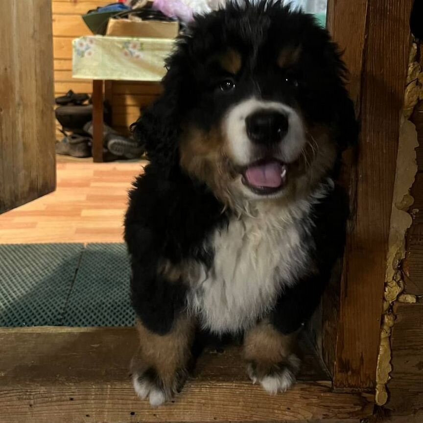 Бернский зенненхунд, щенок