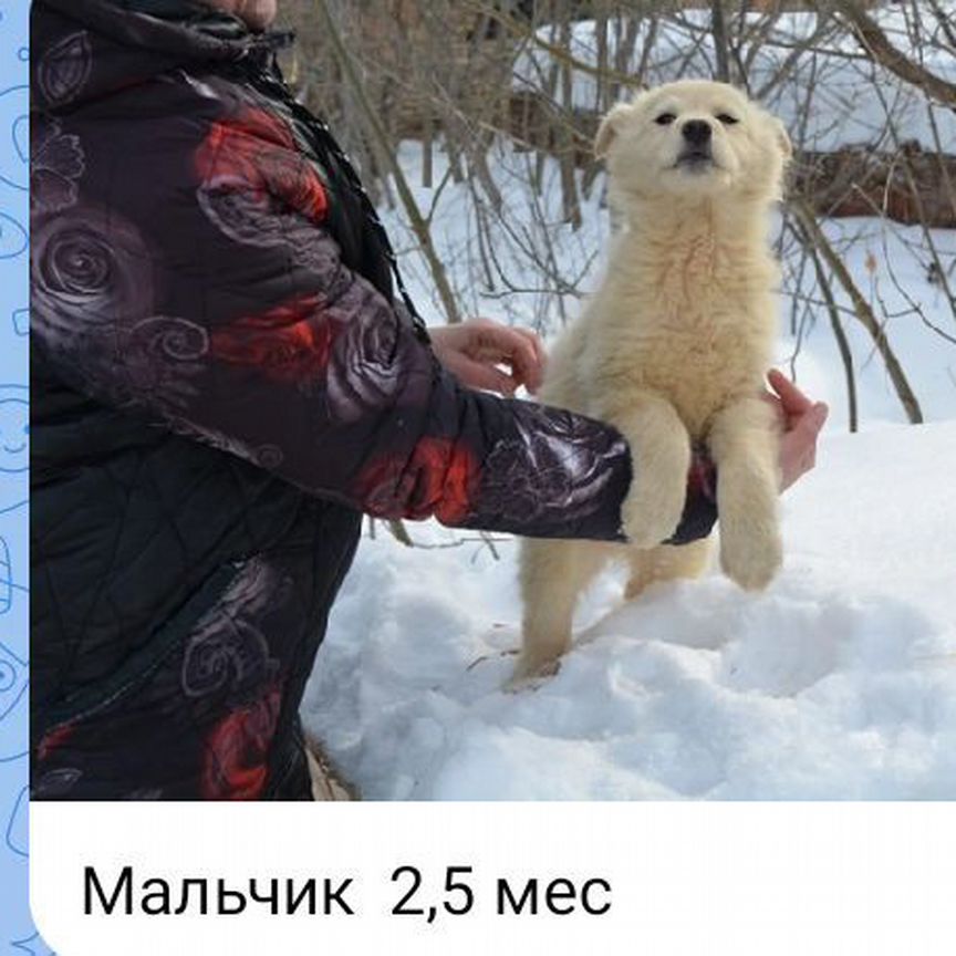Щенок Умка