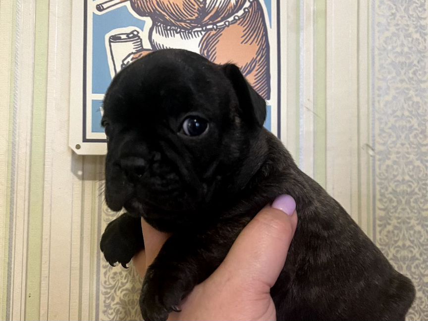 Французский бульдог