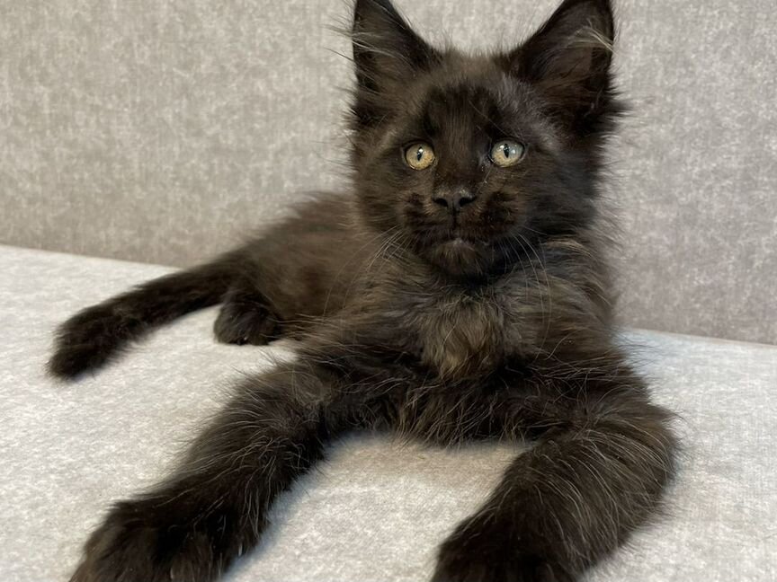 Котята мейн кун