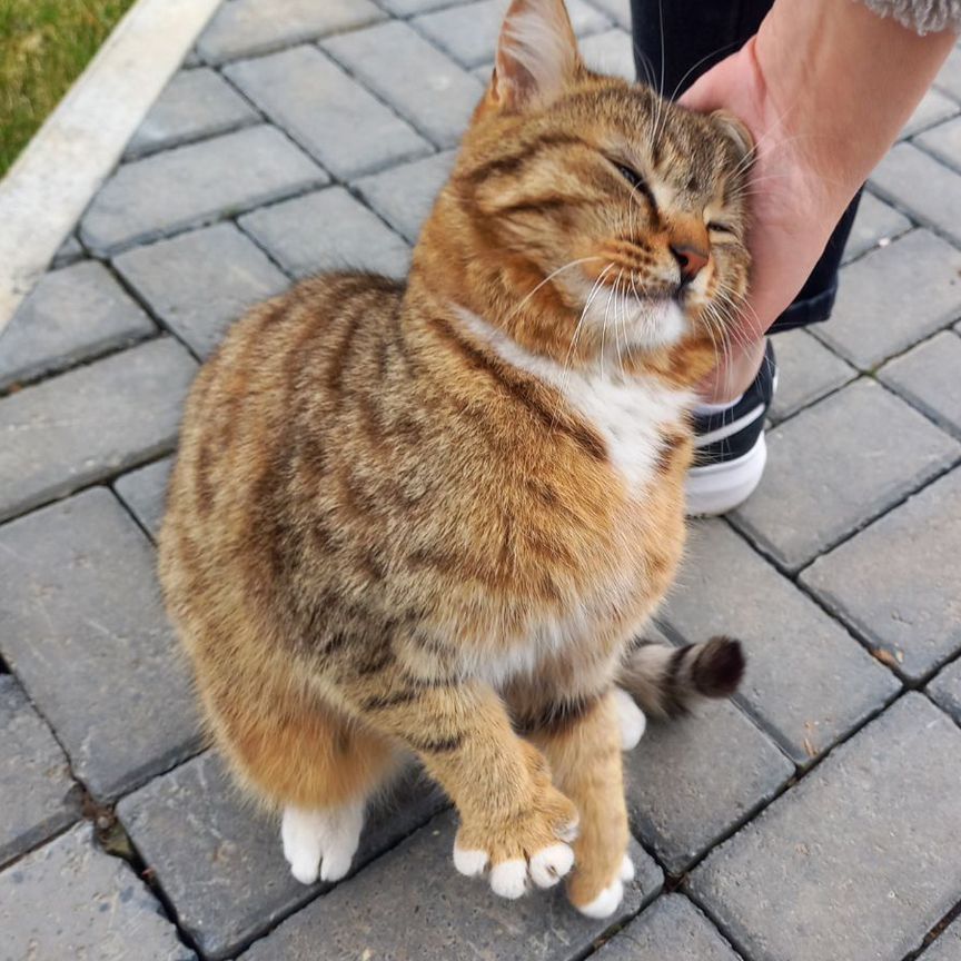 Взрослый кот в добрые руки