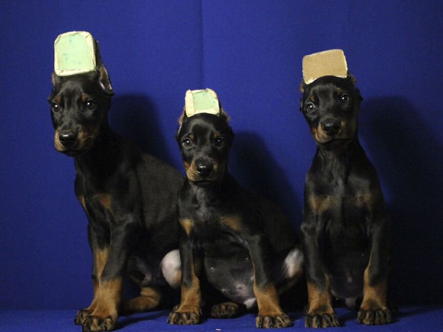 Щенки доберманов
