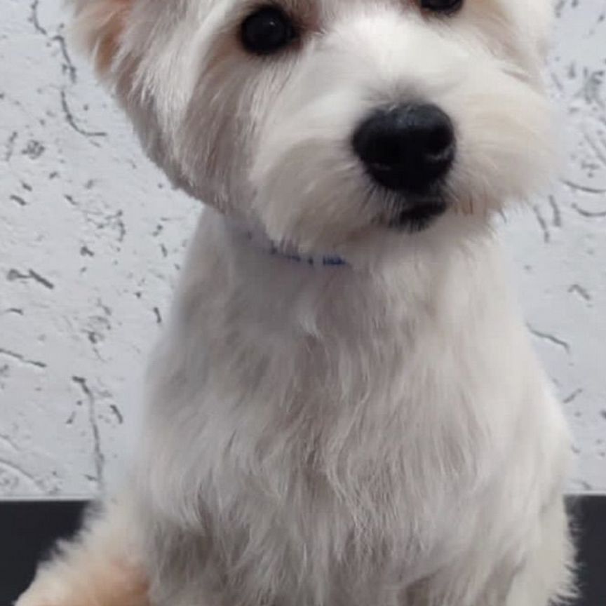 Щенки вестики