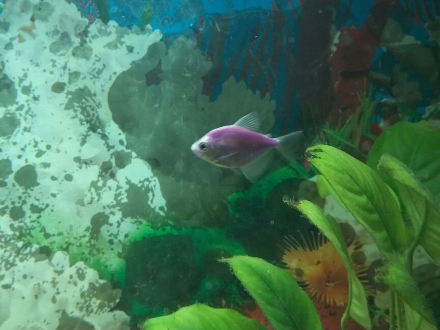 Аквариумные рыбки бесплатно