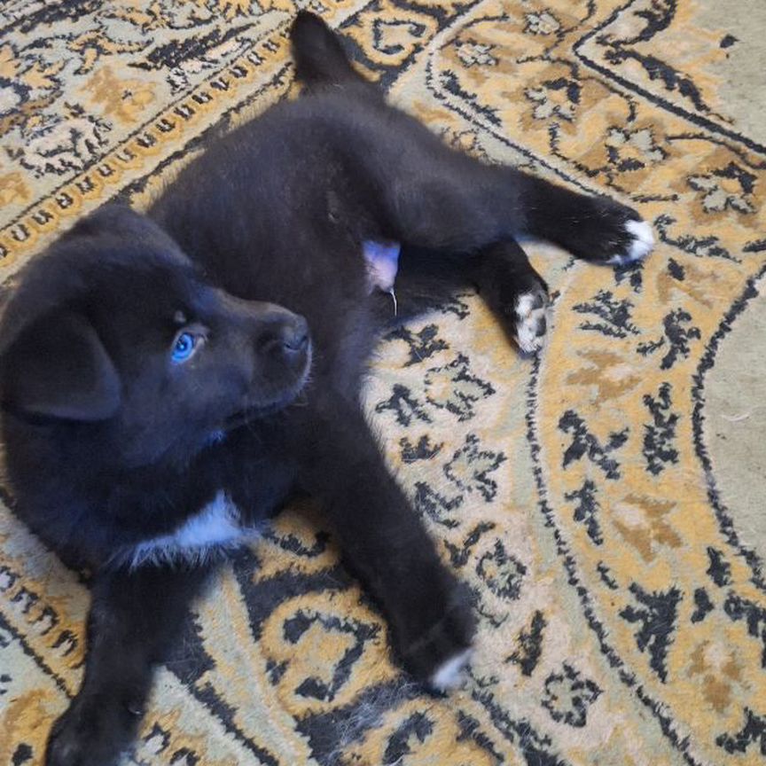 Самоедская собака, щенок