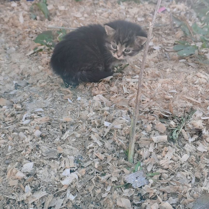Котята 3 недели