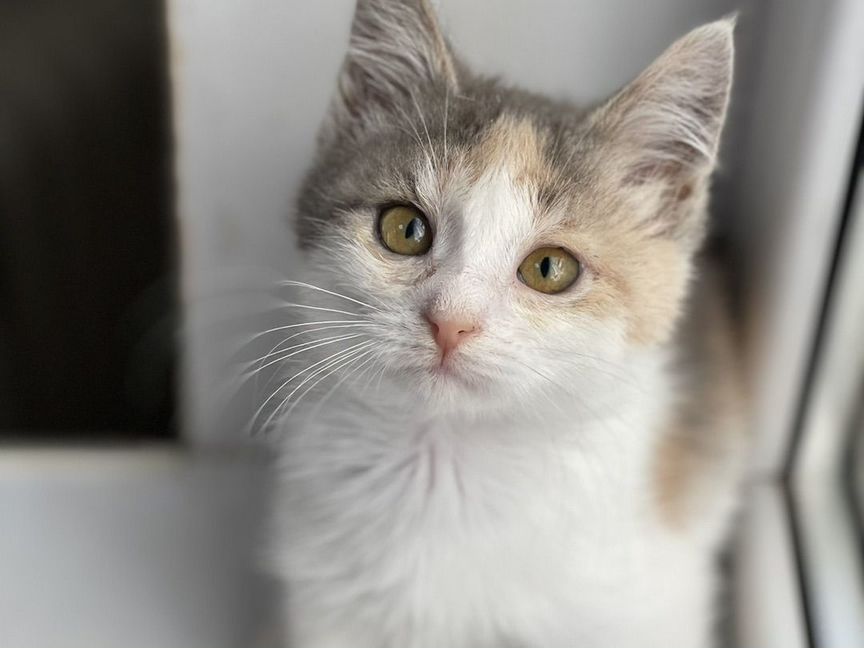 Котенок