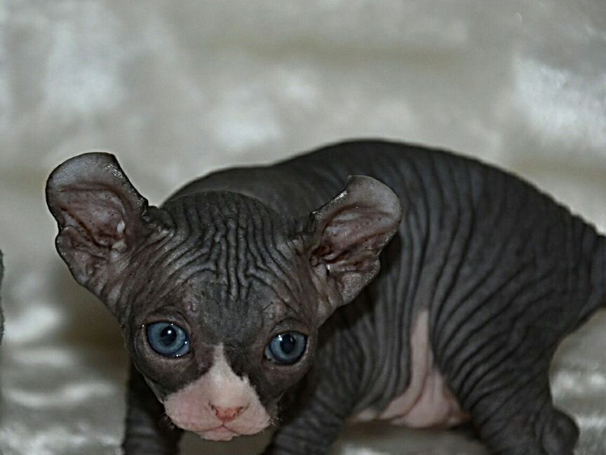 Которебенок девочка эльф