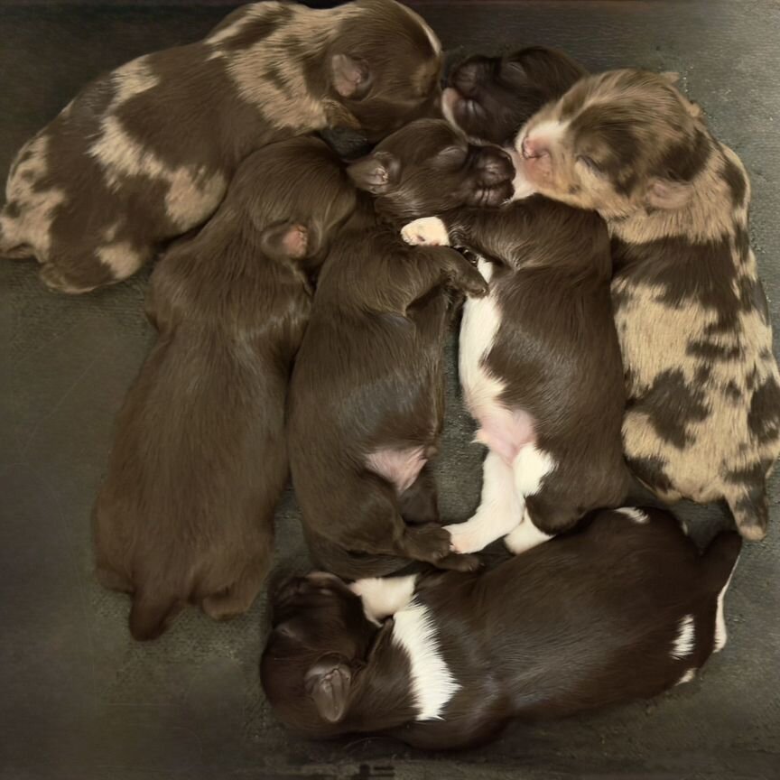 Йоркширский терьер, щенок