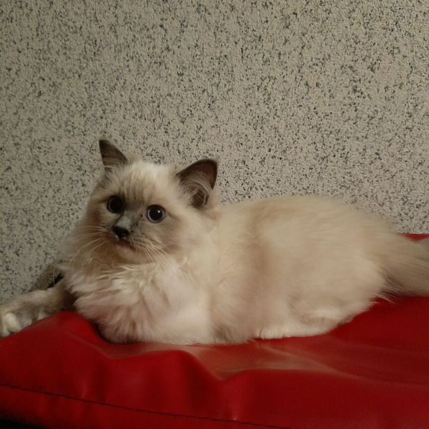 Котенок регдолл