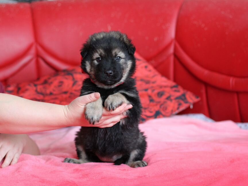 Щенуля Панда-пушистое очарование, в дар