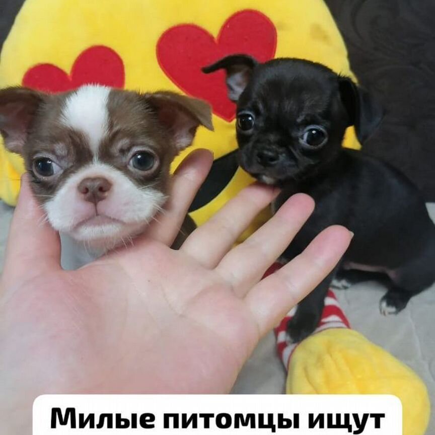 Чихуахуа мини