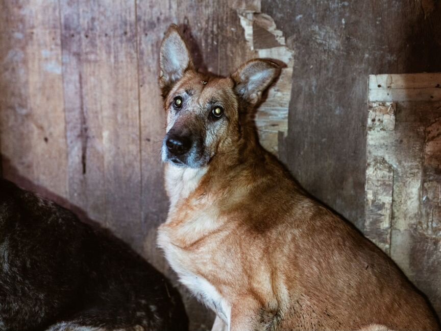 Собака в добрые руки