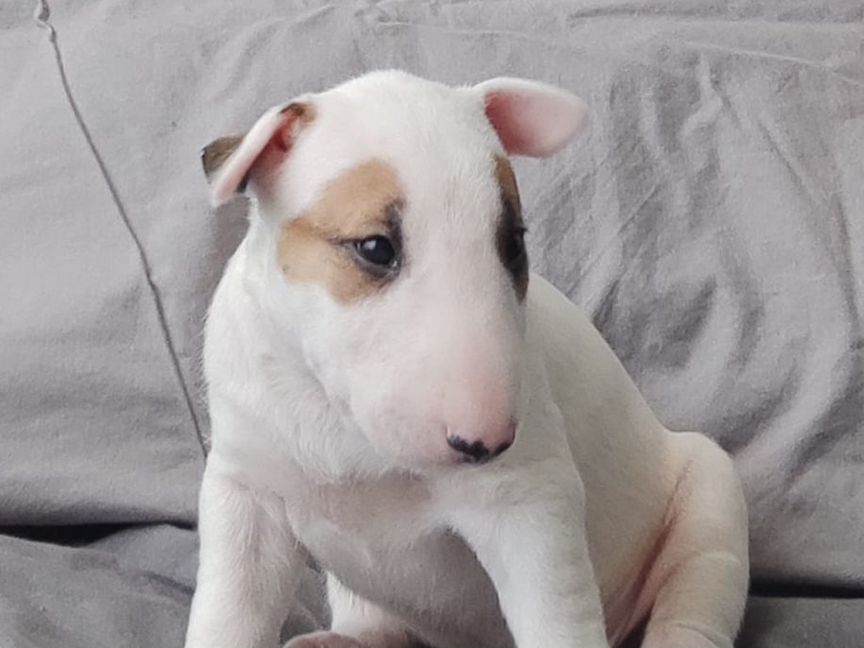 Щенки стандартного бультерьера