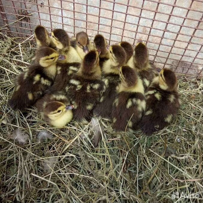 Мускусные утята (индоутята) черного цвета