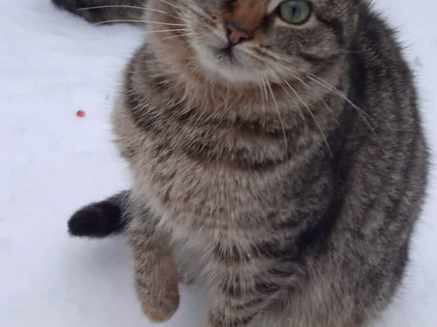 Котята дачники просятся домой