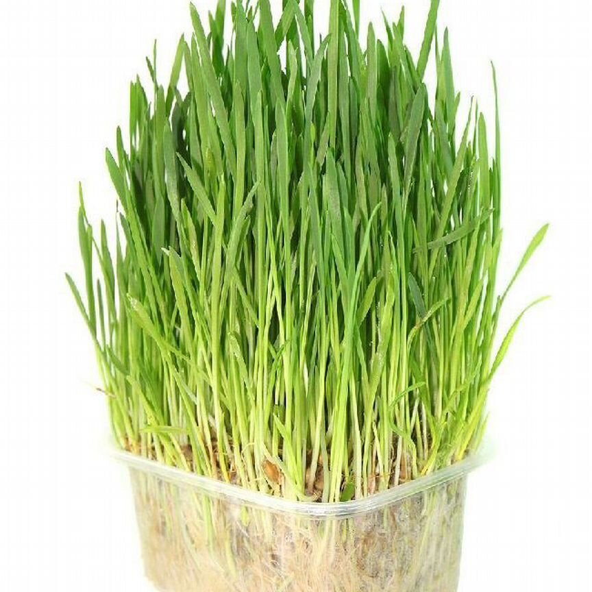 Лечебная трава для животных (кошек, собак и тд)