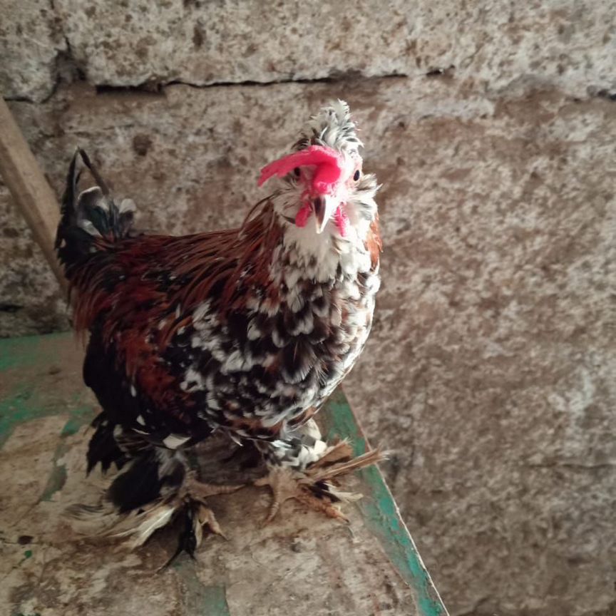 Декоративные петушки