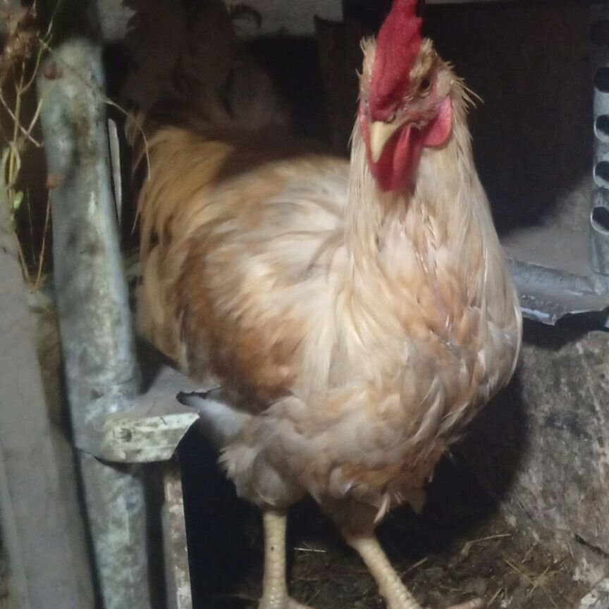 Молодой петушок