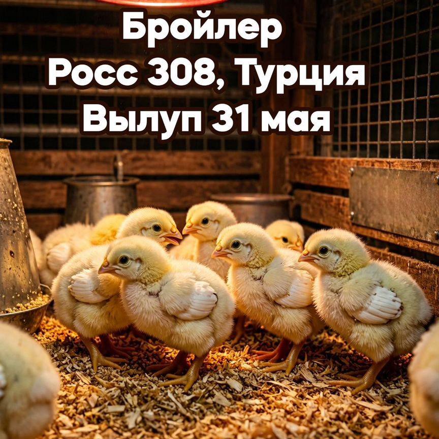 Цыплята бройлеры росс 308 суточные