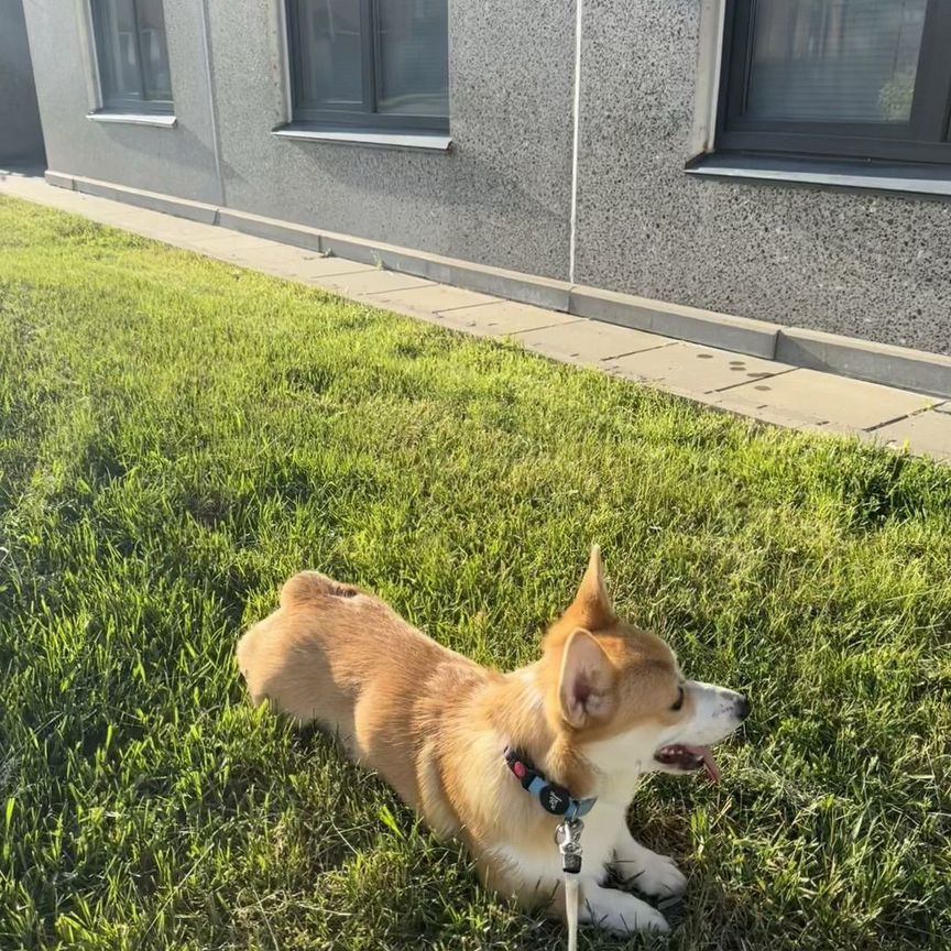 Вельш-корги пермброк мальчик щенок 9 мес