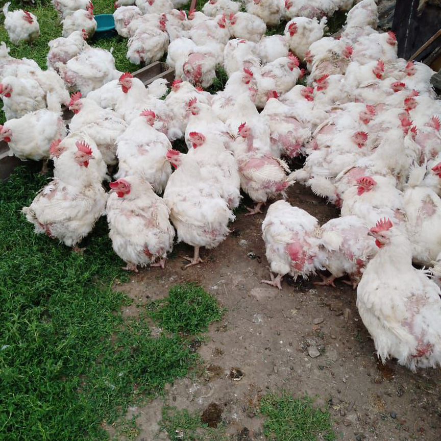 Маточные бройлеры